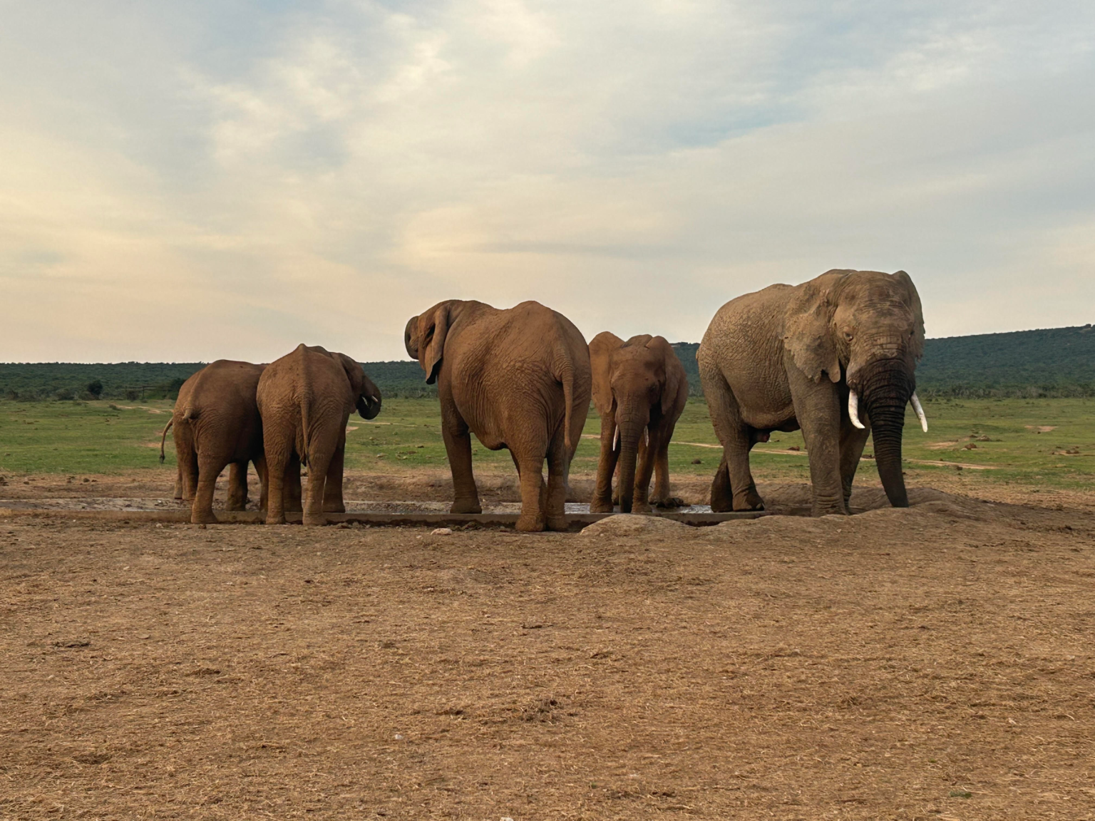 The Ultimate Guide to Addo Elephant National Park (2025) - Let's Go Lucy